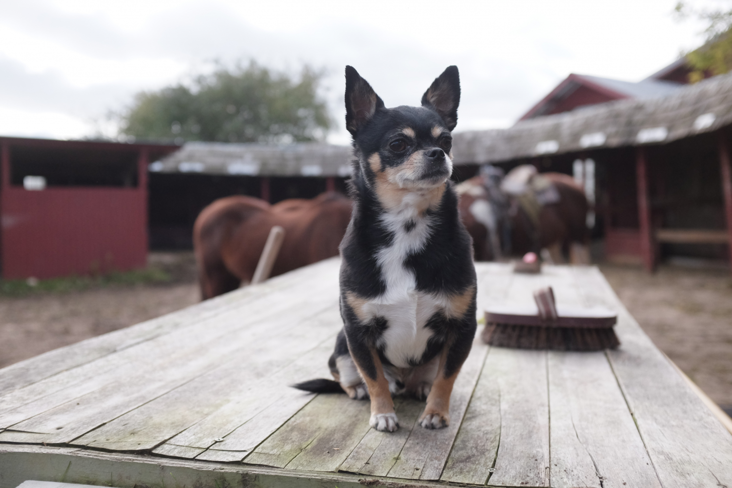 Kurtz Corral – Door County's Premier riding Stable